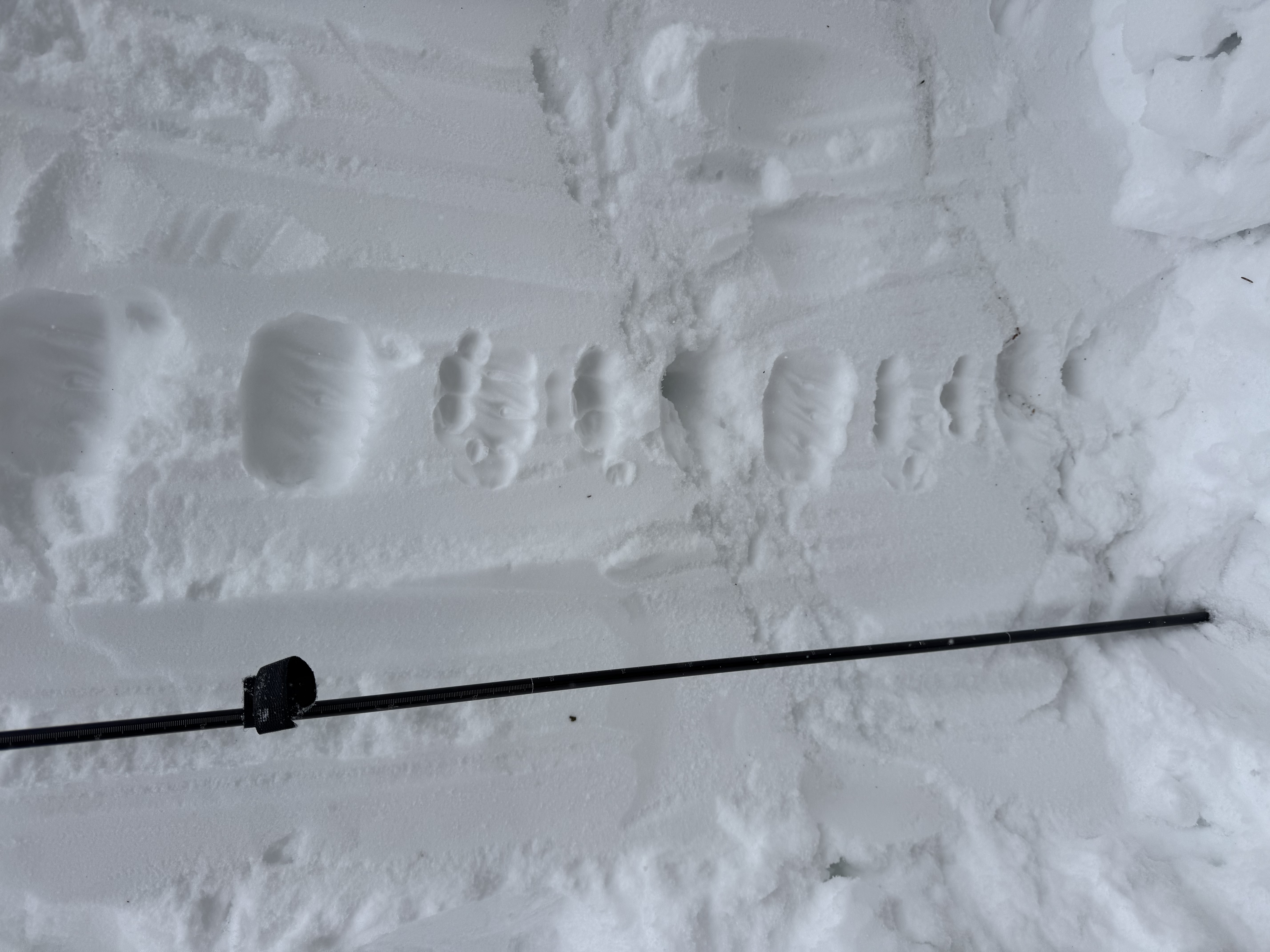 Observation | adk avy